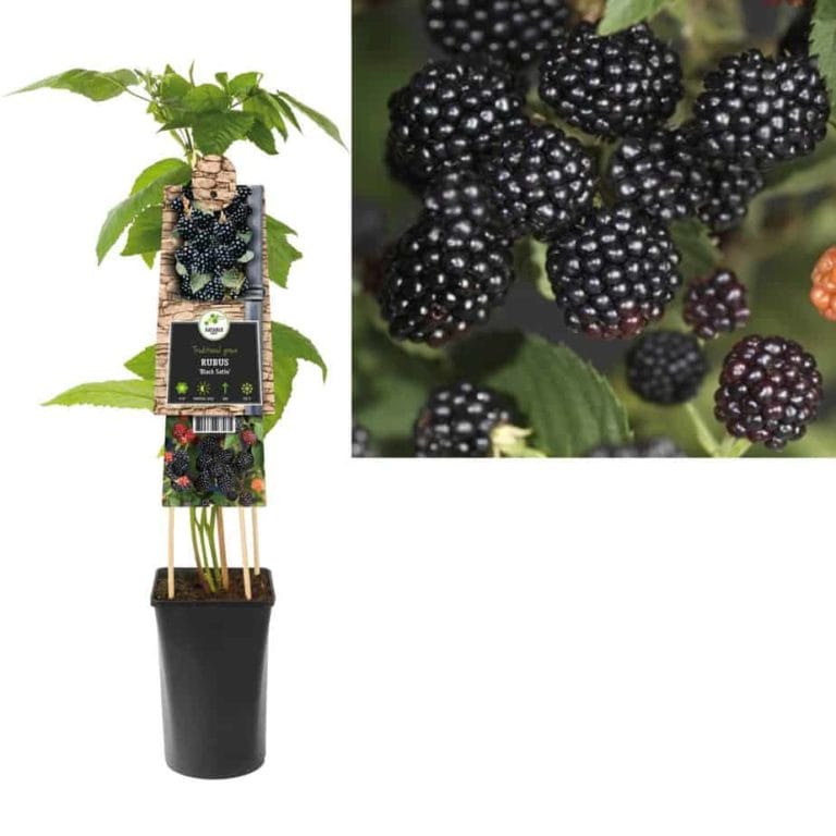 Rubus fruticosus 'Black Satin' - Doornloze Braam Online Kopen ...