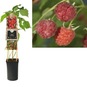 Rubus idaeus 'Malling Promise' - Rode Framboos Online Kopen - PlantBezorgd