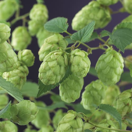 Humulus lupulus Nordbrau - Hopplant - PlantBezorgd