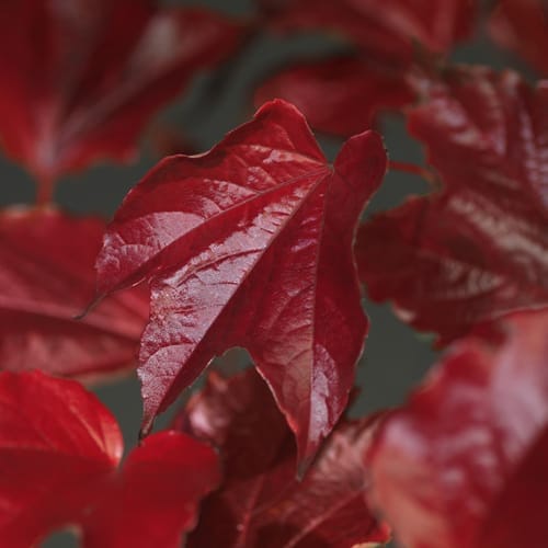 Parthenocissus quinquefolia - Wilde Wingerd Online Kopen - PlantBezorgd