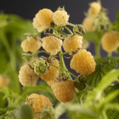 Rubus idaeus 'Fallgold' - Gele Herfstframboos Online Kopen - PlantBezorgd