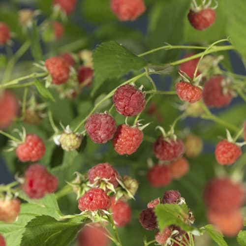 Rubus idaeus 'Malling Promise' - Rode Framboos Online Kopen - PlantBezorgd