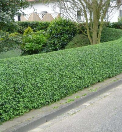 Ligustrum vulgare 'Atrovirens' - Liguster online kaufen - PlantBezorgd