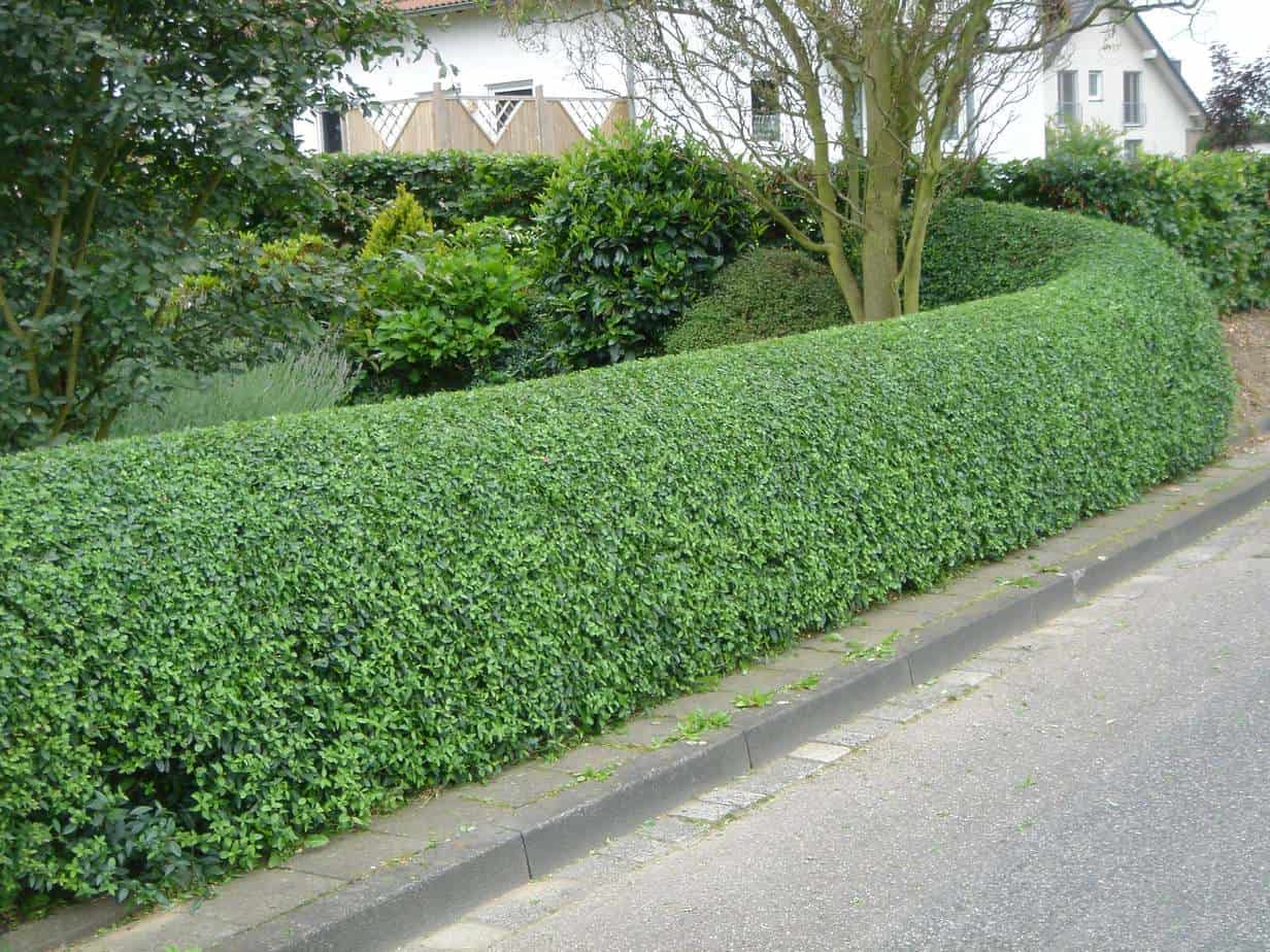 Ligustrum vulgare 'lodense' - Liguster online kaufen - PlantBezorgd