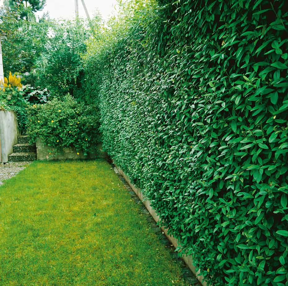 Ligustrum vulgare 'lodense' - Liguster online kaufen - PlantBezorgd
