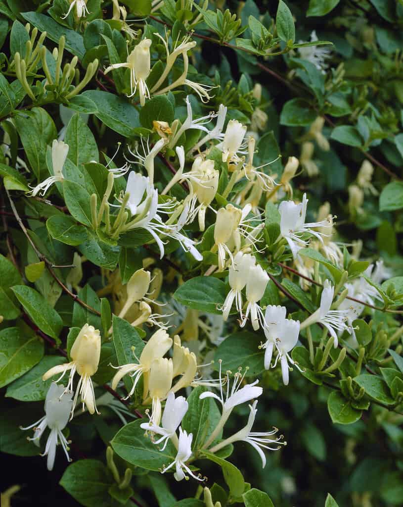Lonicera japonica 'Halliana' - Japanisches Geißblatt online kaufen ...