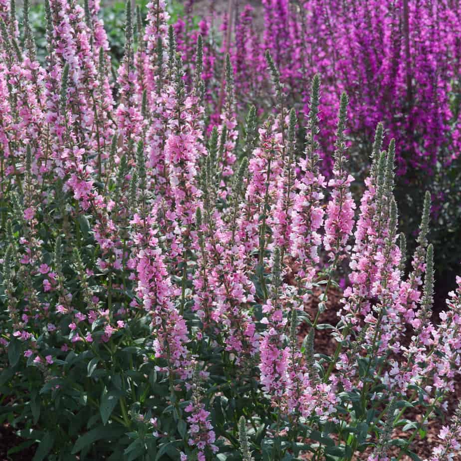 Lythrum salicaria ´Blush´ - Grote Kattenstaart Online Kopen - PlantBezorgd