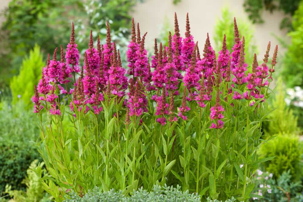 Lythrum salicaria ´Robert´ - Grote Kattenstaart Online Kopen - PlantBezorgd
