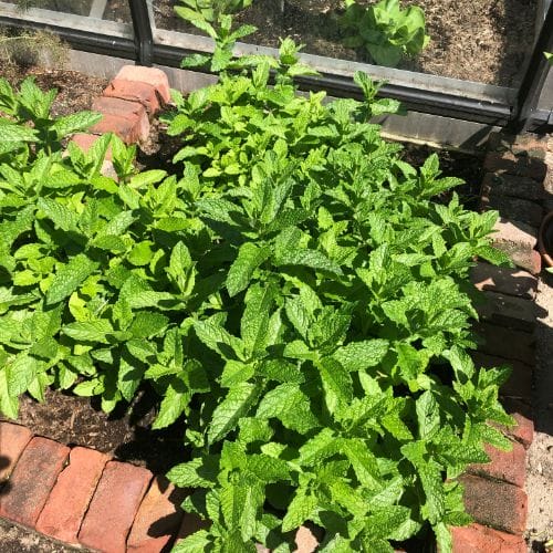 Mentha spicata - Groene Munt - PlantBezorgd