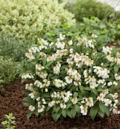 Pieris japonica 'White Cascade' - Rotsheide Online Kopen - PlantBezorgd