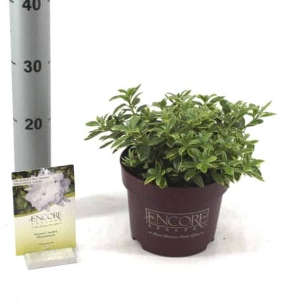 Rhododendron ENCORE® 'Autumn Prince' - Azalea Online Kopen - PlantBezorgd