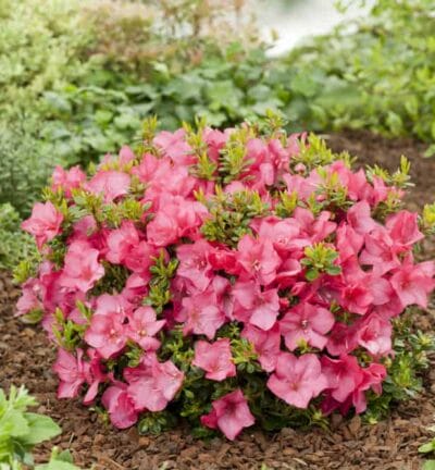 Rhododendron 'Geisha Purple' - Japanse Azalea - PlantBezorgd