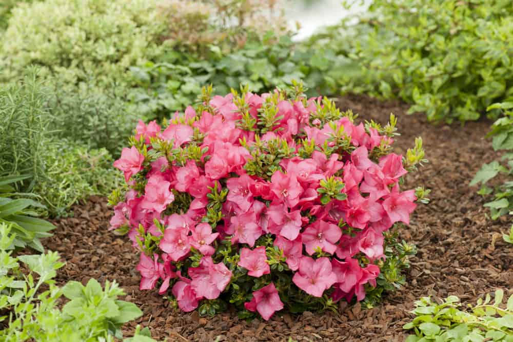 Rhododendron 'Geisha Red' - Japanse Azalea Online Kopen - PlantBezorgd