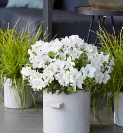 Rhododendron ENCORE® 'Autumn Prince' - Azalea Online Kopen - PlantBezorgd