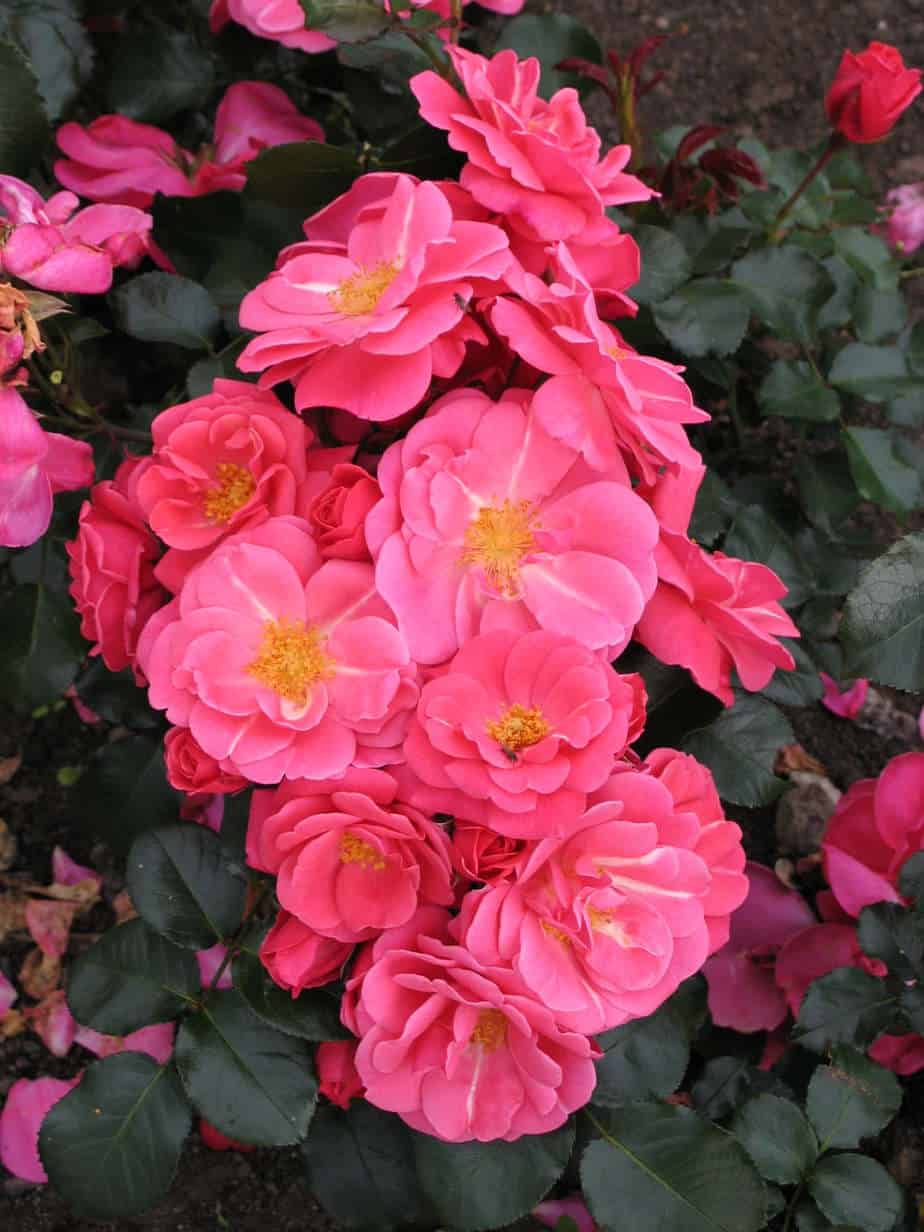 Rosa Wedding Rose - Trosroos Online Kopen - PlantBezorgd