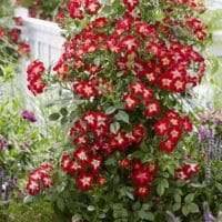 Rosa Everglow Ruby - Roos - PlantBezorgd