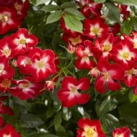 Rosa Everglow Ruby - Roos - PlantBezorgd