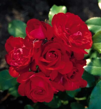 Rosa 'Aspirin Rose' - Trosroos Online Kopen - PlantBezorgd