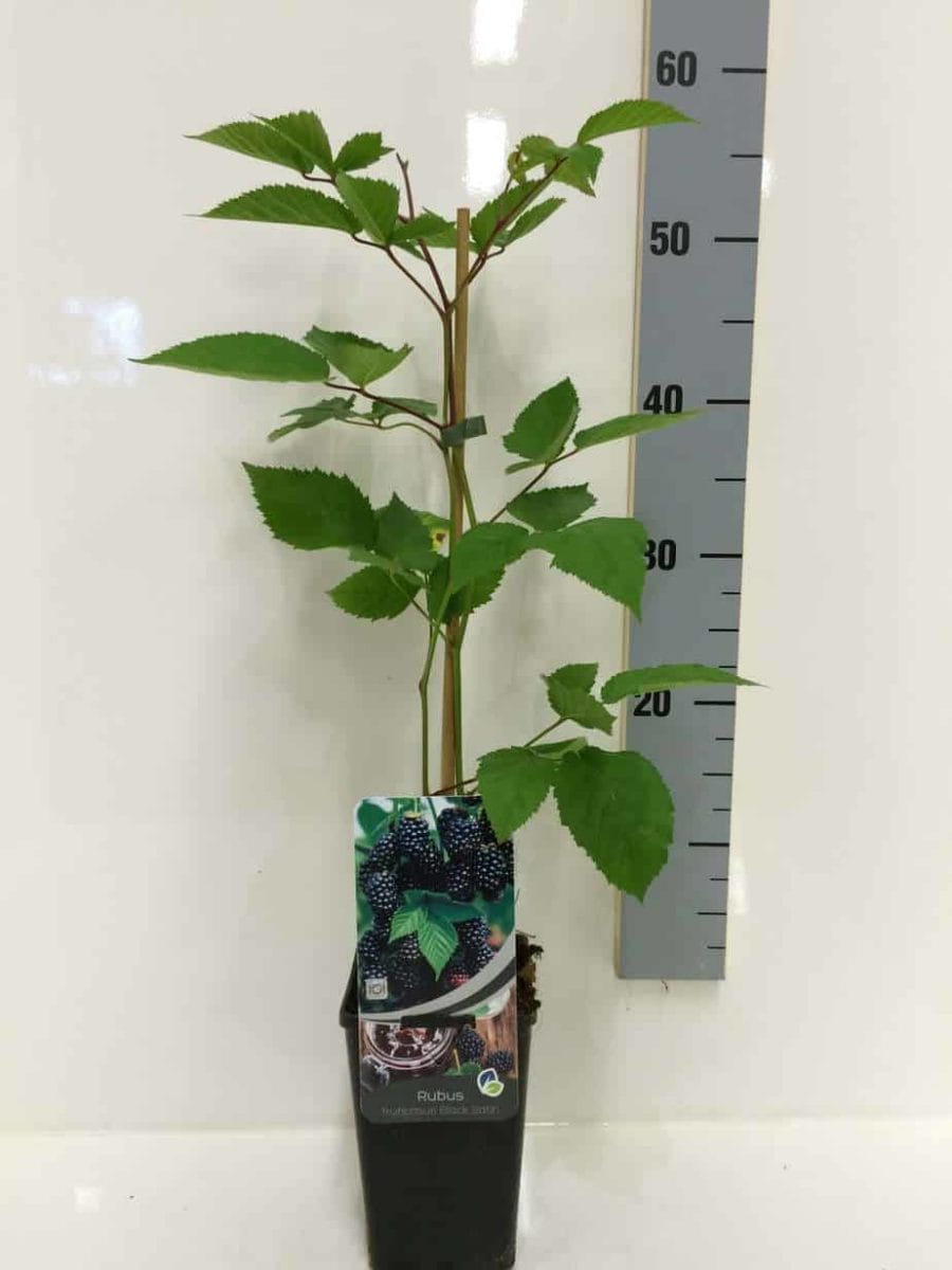 Rubus fruticosus 'Black Satin' - Doornloze Braam Online Kopen ...