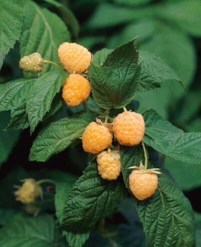 Rubus idaeus 'Fallgold' - Gele Herfstframboos Online Kopen - PlantBezorgd