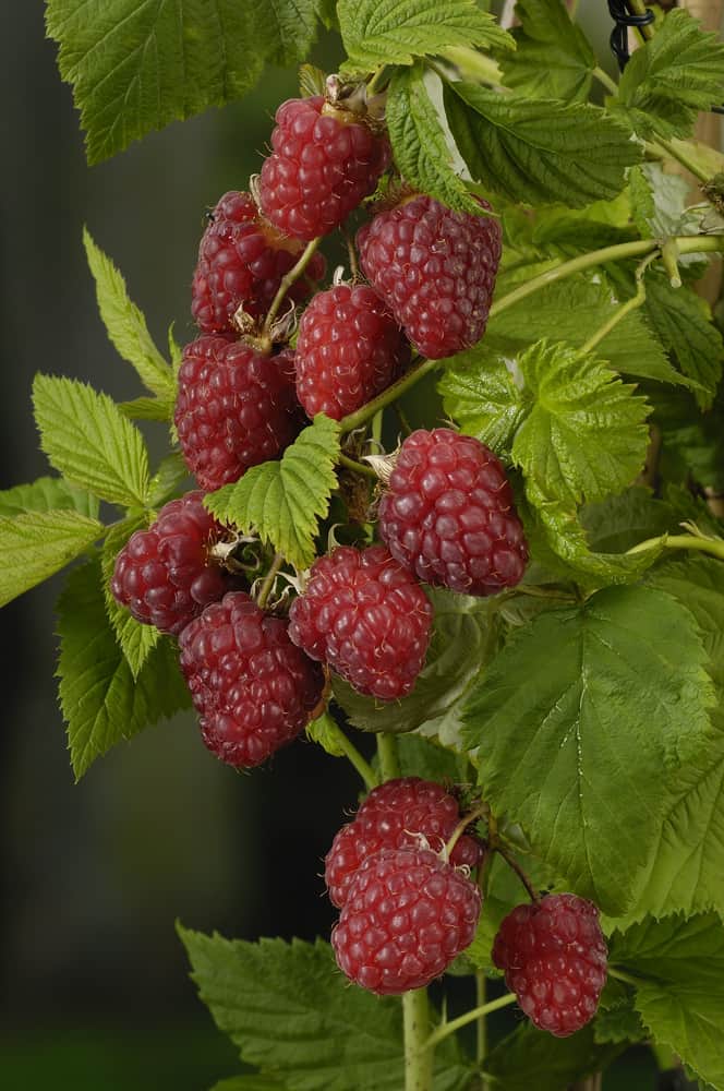 Rubus idaeus 'Malling Promise' - Rode Framboos Online Kopen - PlantBezorgd