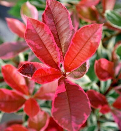 Photinia fraseri 'Louise' - Glansmispel Online Kopen - PlantBezorgd