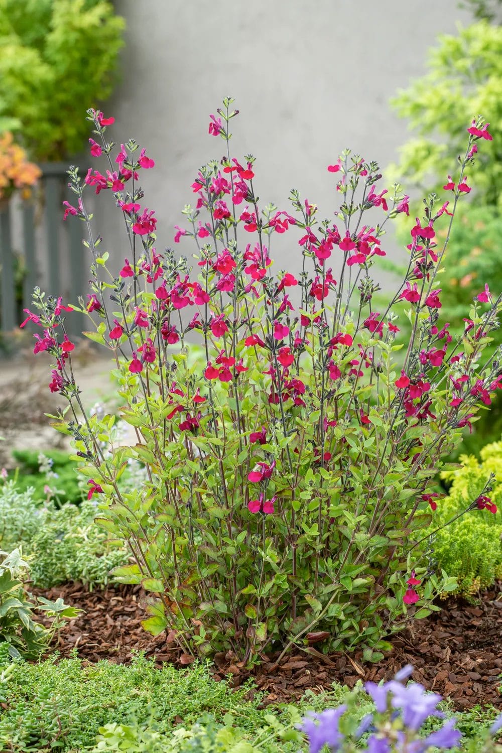 Salvia greggii 'Cherry Lips' - Salie - PlantBezorgd