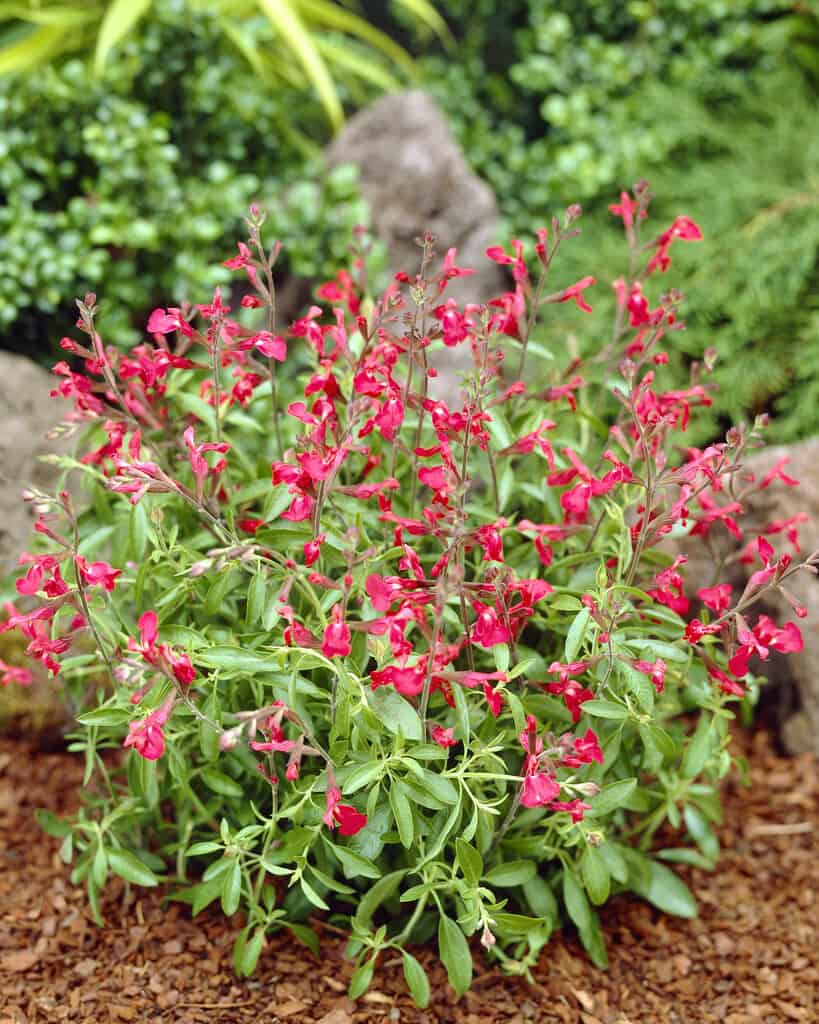 Salvia greggii 'Cherry Lips' - Salie - PlantBezorgd