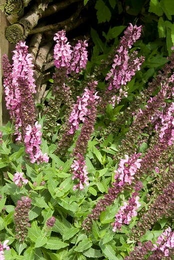 Salvia nemorosa Rose Queen - Salie - PlantBezorgd