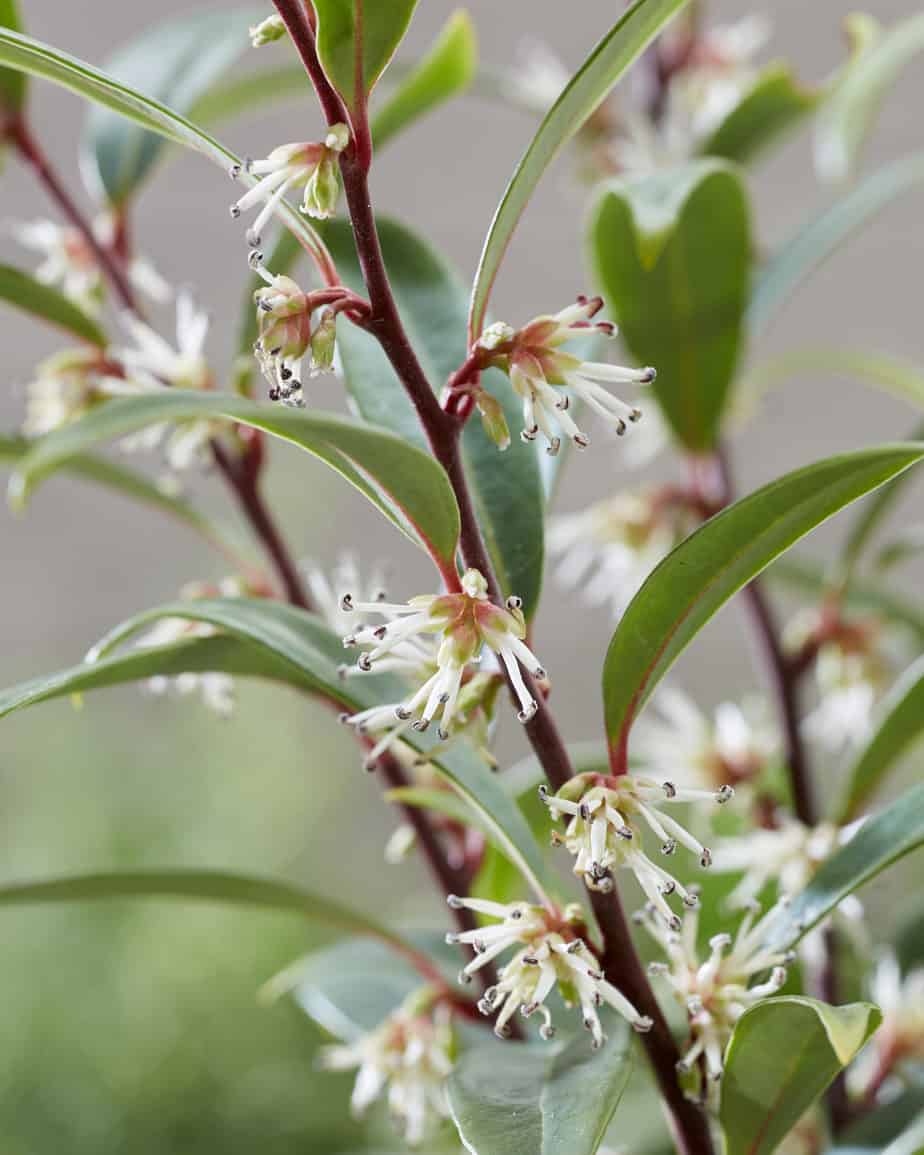 Sarcococca hookeriana ´Purple Gem´ - Vleesbes Online Kopen - PlantBezorgd