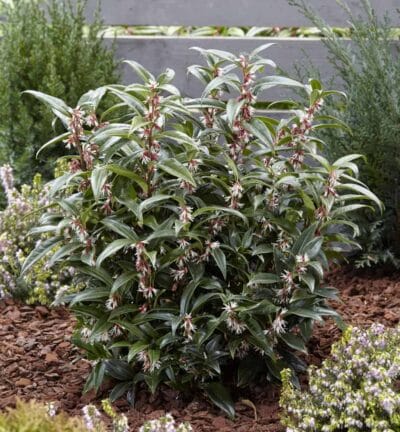 Sarcococca hookeriana ´Purple Gem´ - Vleesbes Online Kopen - PlantBezorgd