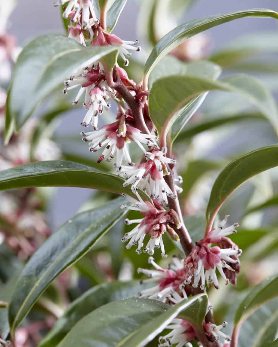 Sarcococca hookeriana ´Winter Gem´ - Vleesbes Online Kopen - PlantBezorgd