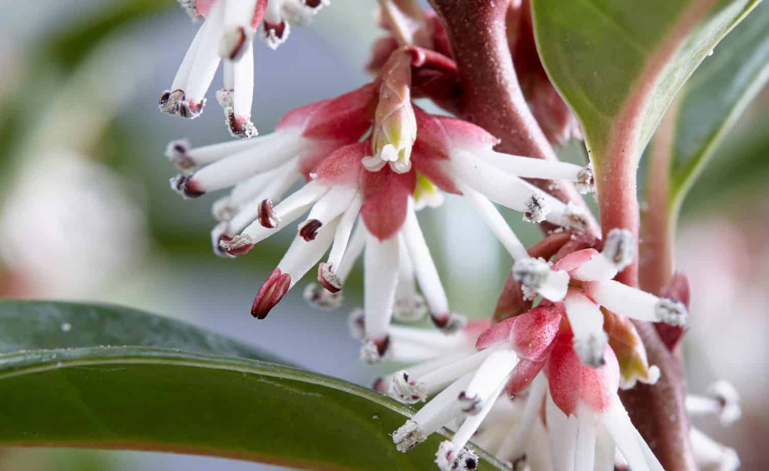 Sarcococca hookeriana ´Winter Gem´ - Vleesbes Online Kopen - PlantBezorgd