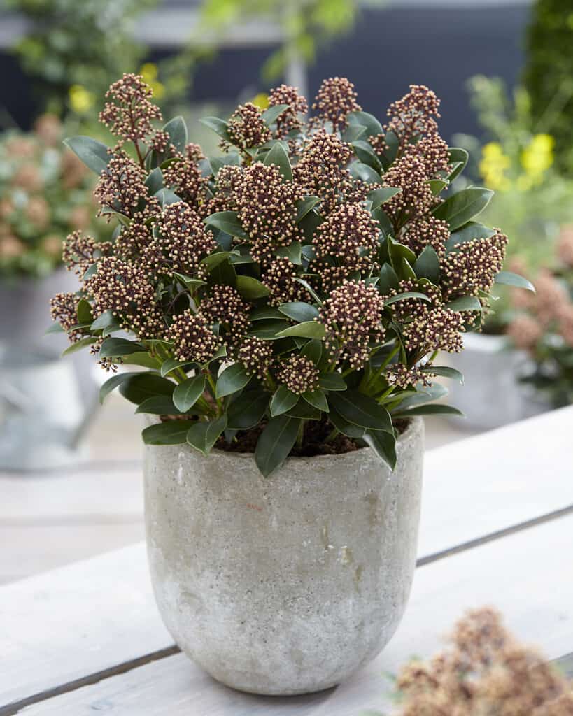 Skimmia japonica Rubinetta - Bloem Skimmia Online Kopen - PlantBezorgd