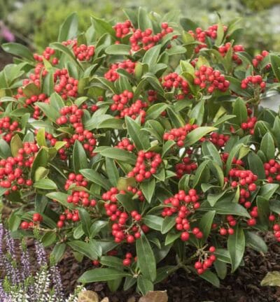 Skimmia japonica 'Tansley Gem' - Beeren-Skimmia online kaufen ...