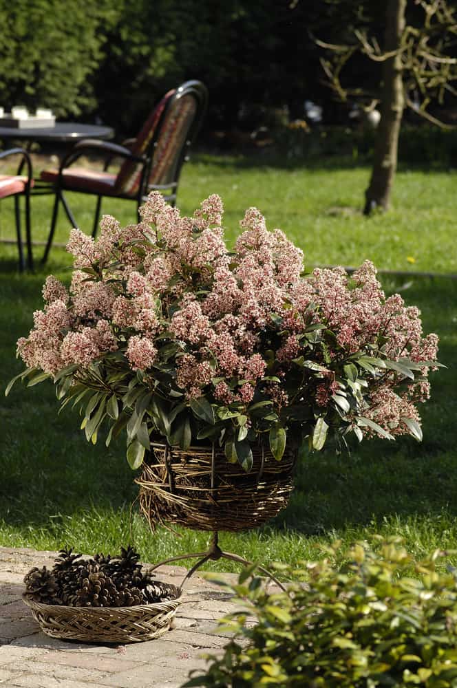 Skimmia japonica 'Rubesta Giant Pink' - Bloem Skimmia Online Kopen ...