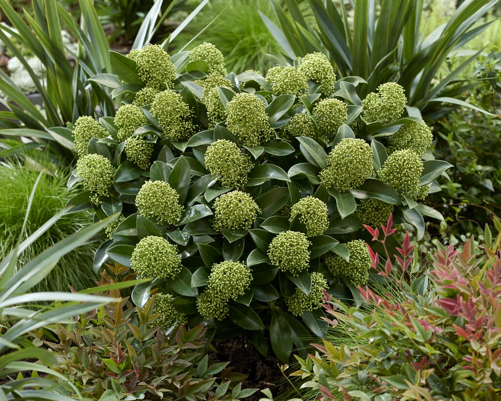 Skimmia japonica White Globe - Blume Skimmia Online Kaufen - PlantBezorgd