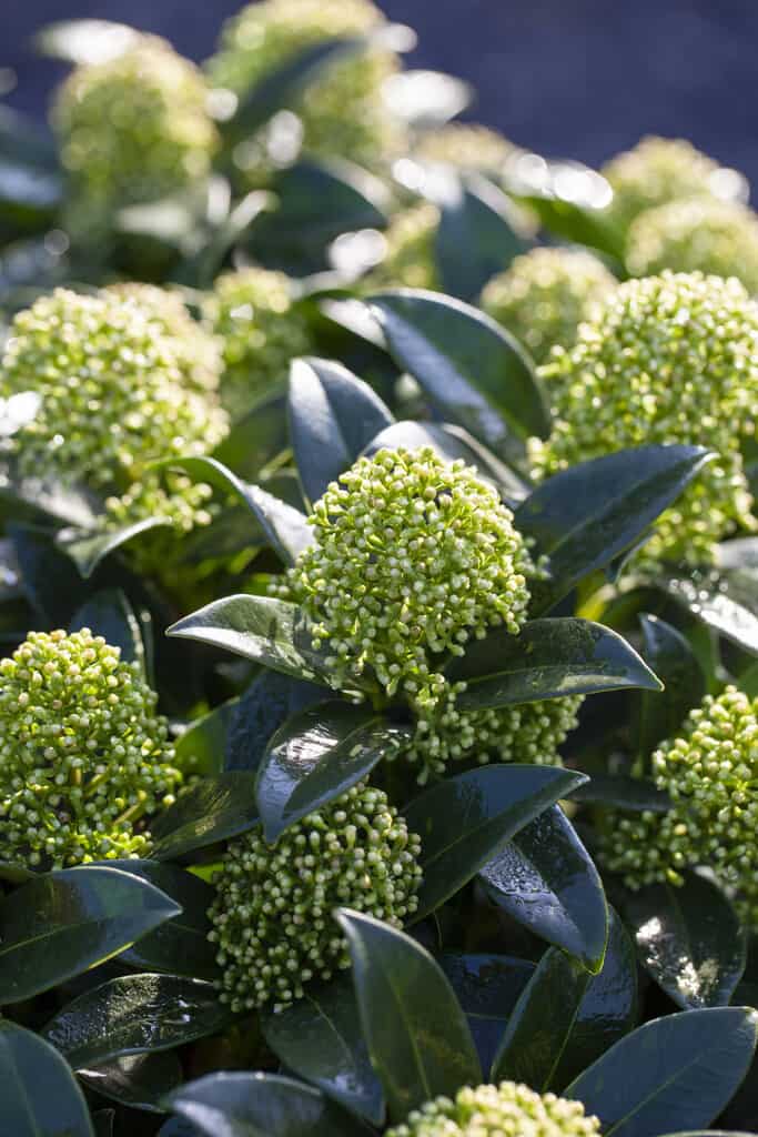 Skimmia japonica White Globe - Blume Skimmia Online Kaufen - PlantBezorgd