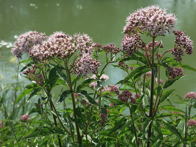 Valeriana officinalis - Echte Valeriaan Online Kopen - PlantBezorgd