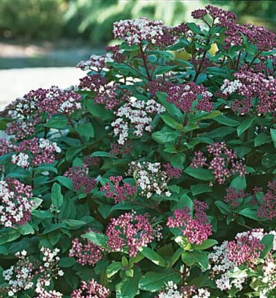 Viburnum tinus 'Eve Price' - Sneeuwbal Online Kopen - PlantBezorgd
