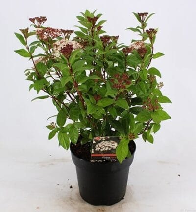 Viburnum tinus 'Spirit' - Schneeball online kaufen - PlantBezorgd