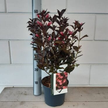Weigela florida 'Alexandra' (Wine & Roses) - Weigelia Online Kopen ...
