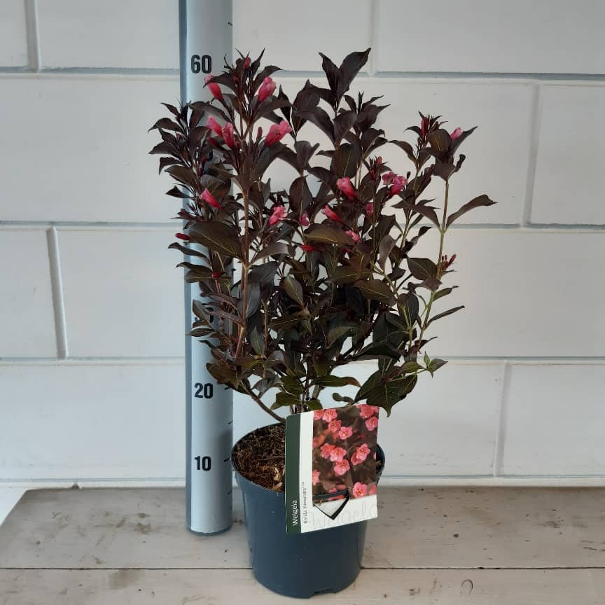 Weigela florida 'Alexandra' (Wine & Roses) - Weigelia Online Kopen ...