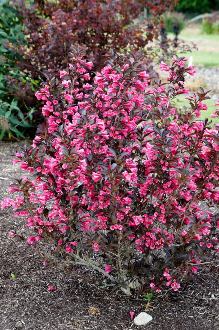 Weigela florida 'Alexandra' (Wine & Roses) - Weigelia Online Kopen ...