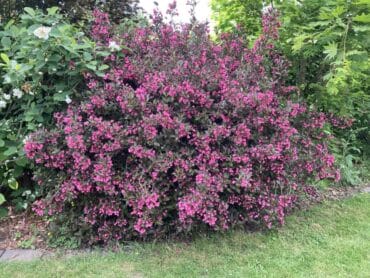 Weigela florida 'Alexandra' (Wine & Roses) - Weigelia Online Kopen ...