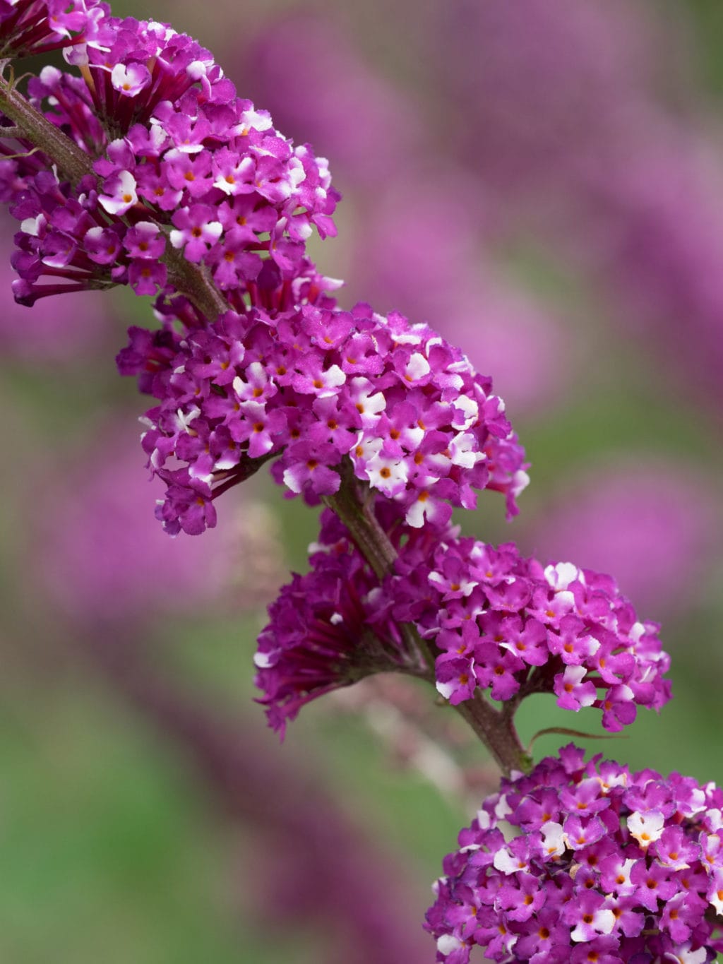 Buddleja davidii Berries & Cream - Vlinderstruik Online Kopen ...