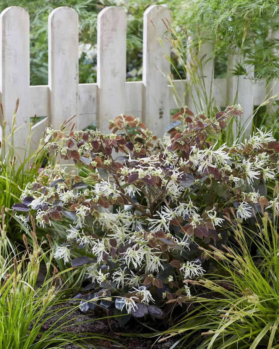 Loropetalum chinense 'Ruby Snow' - Heksenstruik Online Kopen - PlantBezorgd