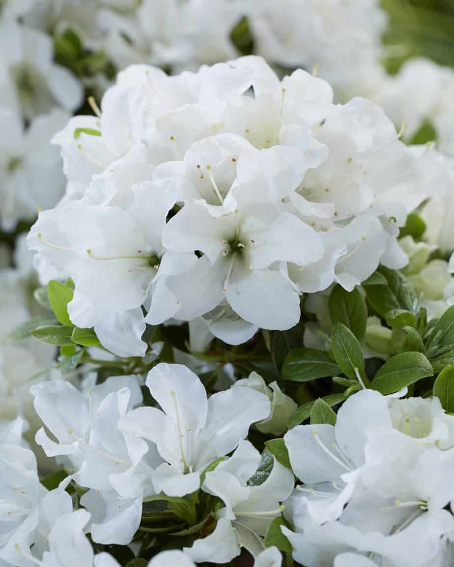 Rhododendron ENCORE® 'Pure White' Julia - Azalea Online Kopen ...