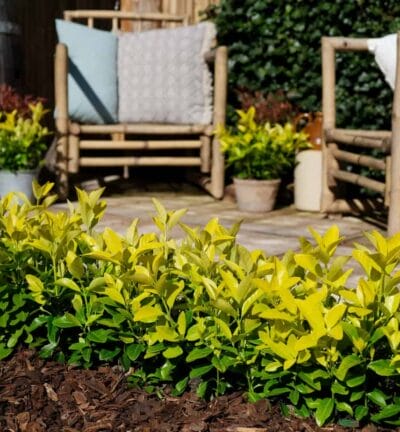 Euonymus japonicus 'Himalaya' - Japanse Kardinaalsmuts Online Kopen ...