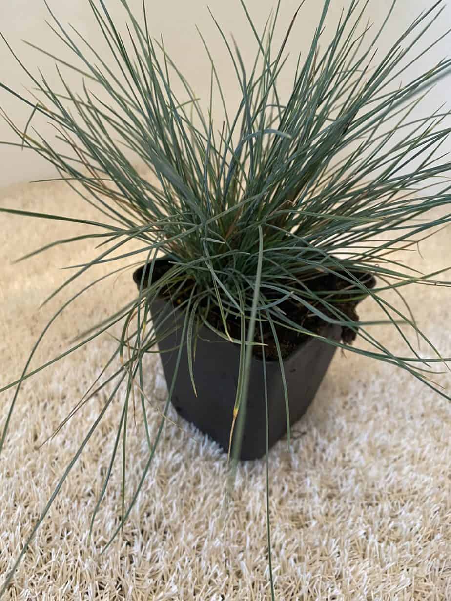 Festuca Glauca 'Elijah Blue' - Blauw Schapengras Online Kopen ...